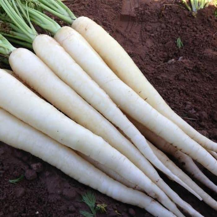 Jual Bibit Benih Biji Sayur Wortel Putih Carrot Snow White isi 50 Biji ...