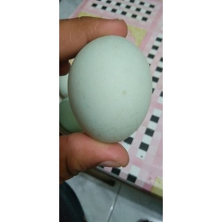 Jual Telur Bebek Mentah Asli Fresh ( Isi 10 Butir ) | Shopee Indonesia
