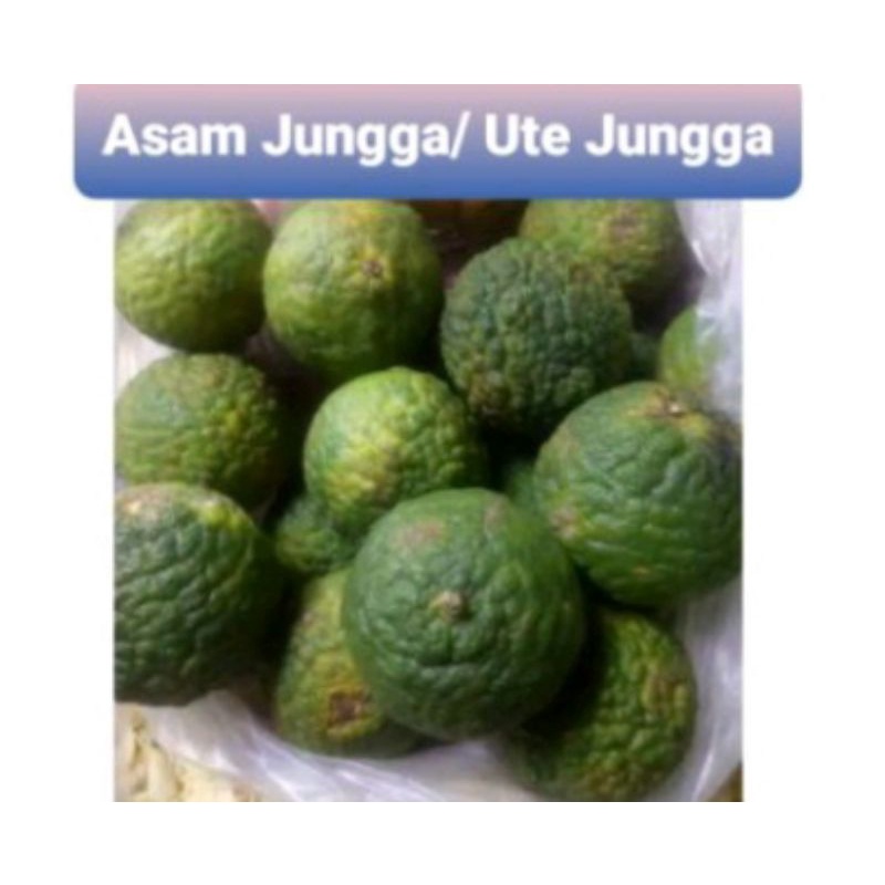Jual Asam Jungga / Ute Jungga 1 Buah Indonesia|Shopee Indonesia