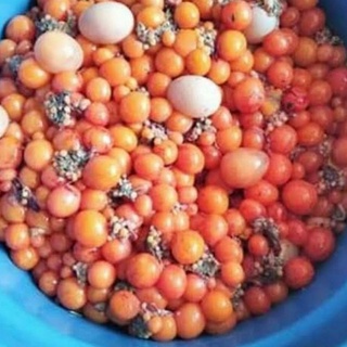 Jual Telur Ayam Muda 1kg | Shopee Indonesia