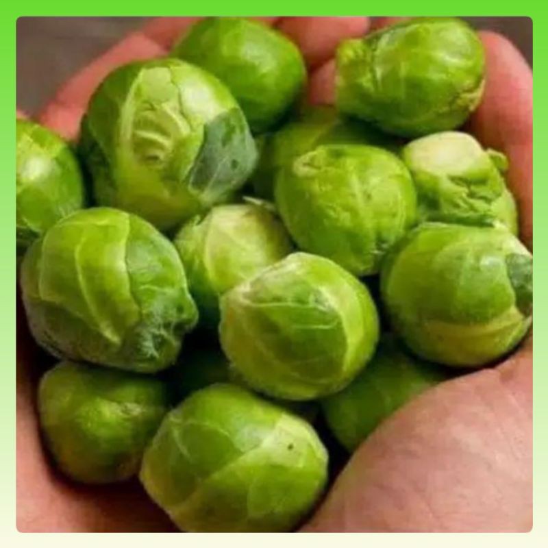 Jual 2 Benih Kol Mini / Kubis Mini / Brussels sprout Indonesia|Shopee ...