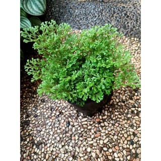 Jual rumput papua | Shopee Indonesia