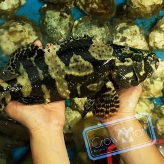Jual Jual Ikan Kerapu HIDUP Jakarta (Macan Bunga / Cantang) | Shopee ...
