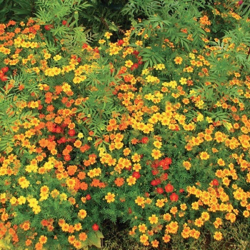 Jual Benih Bibit Biji - Bunga Tagetes tenufolia Starfire Mixed Flower ...