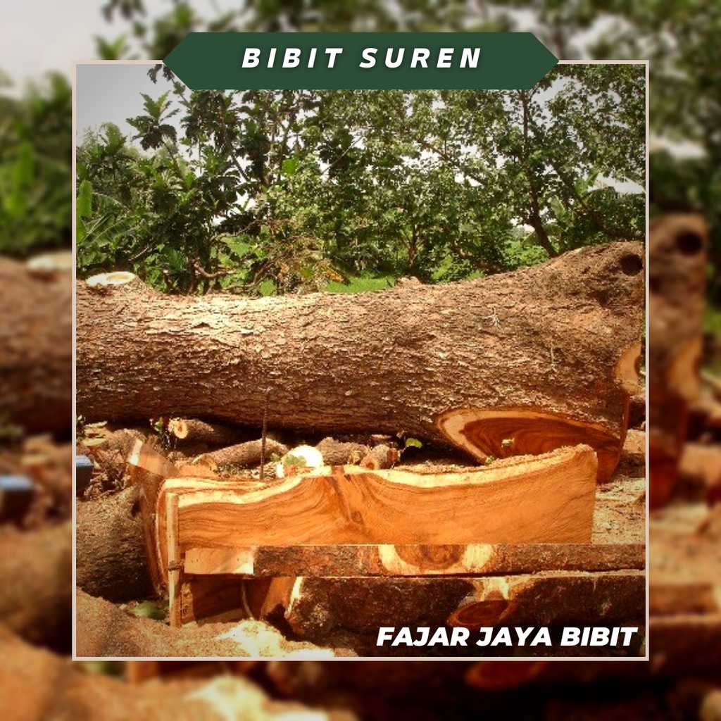 Jual bibit kayu suren tanaman pelindung kayu bibit tanaman pohon hidup ...