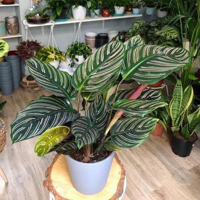 Jual Tanaman Hias Calathea Ornata - Pohon Kalatea Ornata Tanaman Hias ...