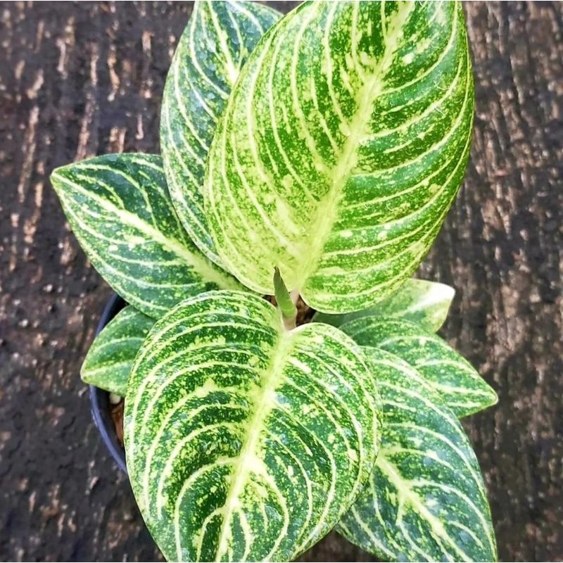 Jual Aglonema Asri White / bibit bunga / bunga hidup / tanaman ...