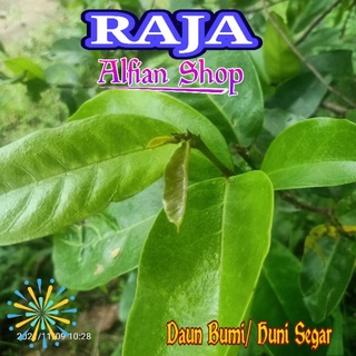 Jual Daun Buni Atau Huni Segar Per 100 Gram | Shopee Indonesia