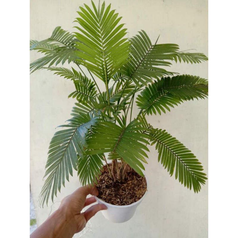 Jual palem paris | Shopee Indonesia