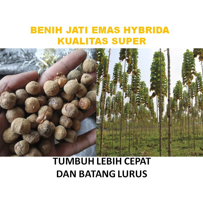 Jual Benih Jati emas hybrid kualitas super termurah Indonesia|Shopee ...