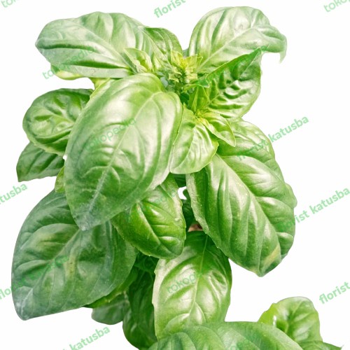 Jual tanaman herbal basil - Ocimum basilicum, | Shopee Indonesia