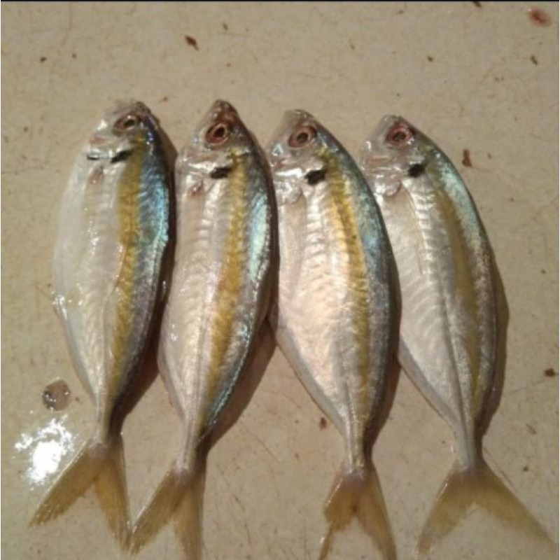 Jual ikan selar kuning segar 500gr | Shopee Indonesia