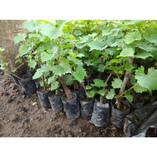 Jual Bibit Anggur Lokal Yellow Belgie (Kediri Kuning) - Kategori ...