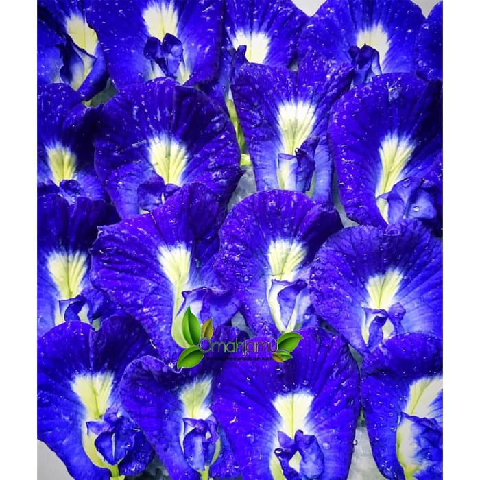 Jual BIJI BUNGA TELANG / BUTTERFLY PEA harga per 15 biji | Shopee Indonesia