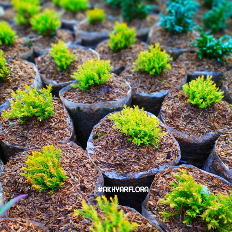 Jual Tanaman Hias Cemara Emas Cemara Golden Indonesia|Shopee Indonesia