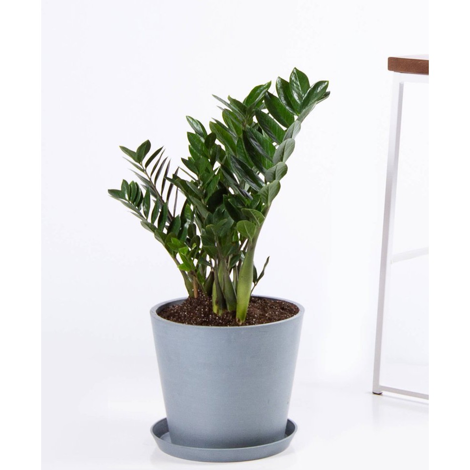 Jual Pohon daun dollar tanaman hias indoor / dollar zamia / zamaica ...