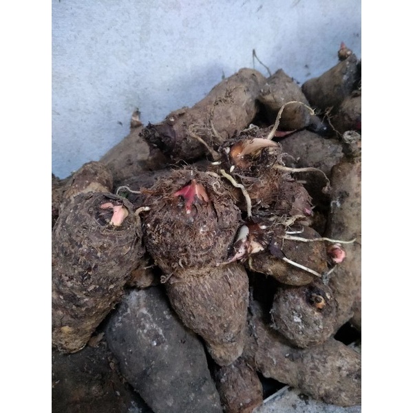 Jual 1 kg bibit umbi talas bening sudah bertunas | Shopee Indonesia