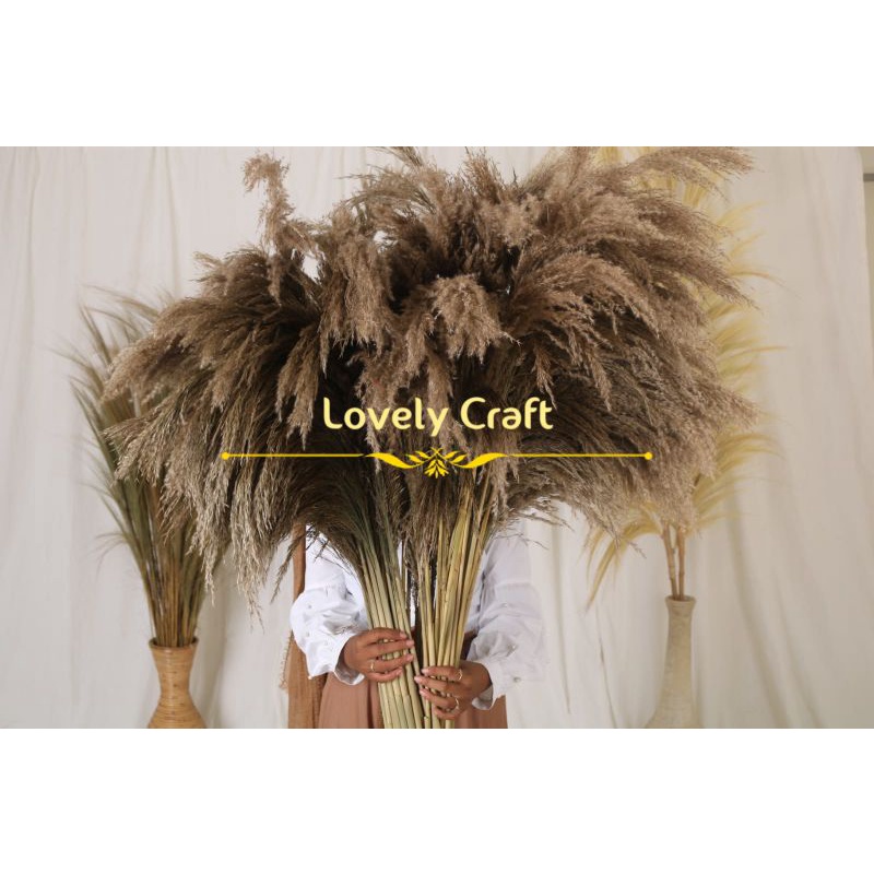 Jual PAMPAS BULU Dekorasi Daun Rustik Kering Palem Sikas Pampas Gandum ...