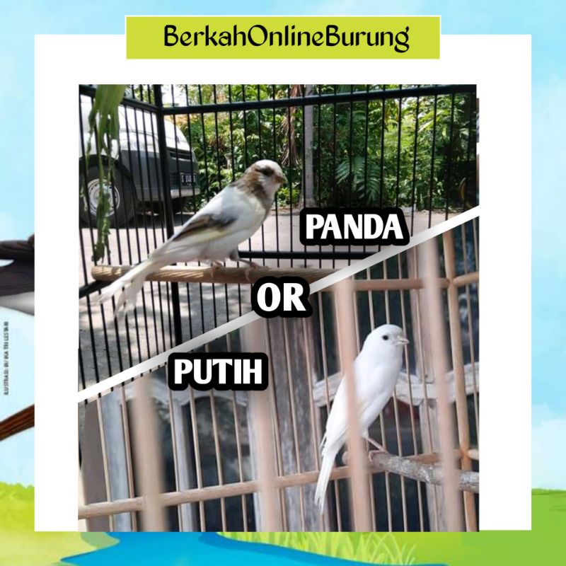 Jual Burung Kenari Jantan Panda Dan Putih Bahan Elegan Prospek | Shopee ...