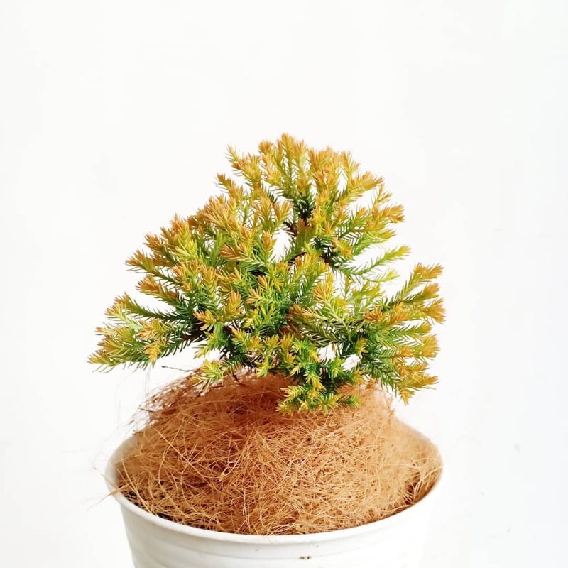 Jual Bunga CEMARA REN GOLD - Tanaman Hias Hidup Daun Cemara Ren Gold ...