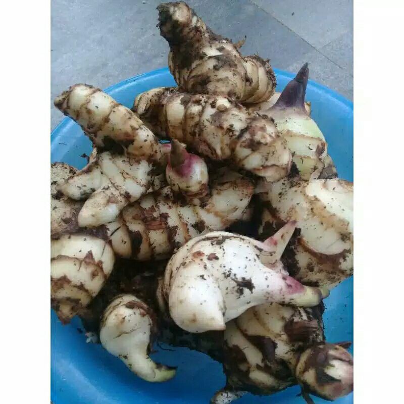 Jual Umbi ganyong Mreah segar siap rebus 1kg | Shopee Indonesia