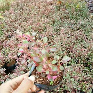 Jual tanaman hias krokot merah - hiasan taman - krokot - pohon krokot ...