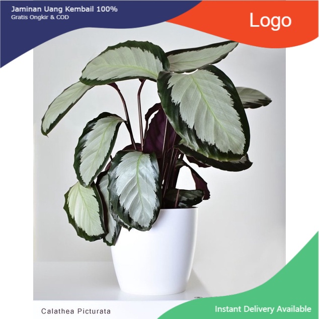 Jual Tanaman hias Calathea dack star - Tanaman Hidup-Bunga Hidup ...