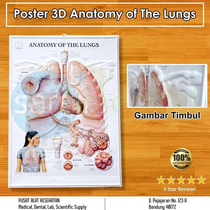 Jual POSTER ANATOMI PARU-PARU / POSTER 3D ANATOMY OF THE LUNG BS 103RR ...