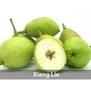 Jual Pir Xiang Lie 1 kg | Shopee Indonesia