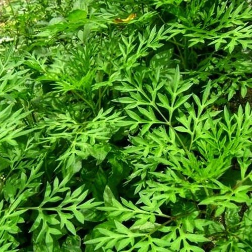 Jual Daun Curing Kenikir Sayur Segar Lalapan Pecel | Shopee Indonesia