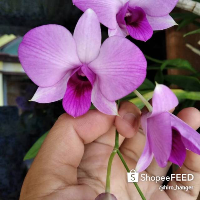 13+ Gambar Bunga Anggrek Larat yang Lagi Ngetrend - Informasi Seputar ...