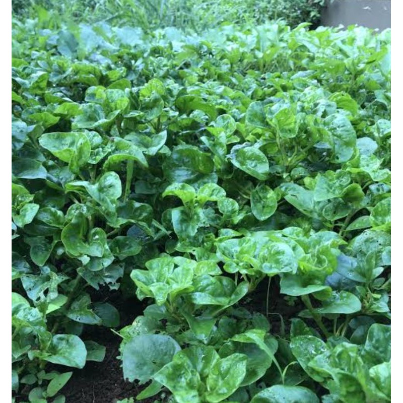 Jual INDOBAYI Bibit Bayam Brazil Murah | Shopee Indonesia