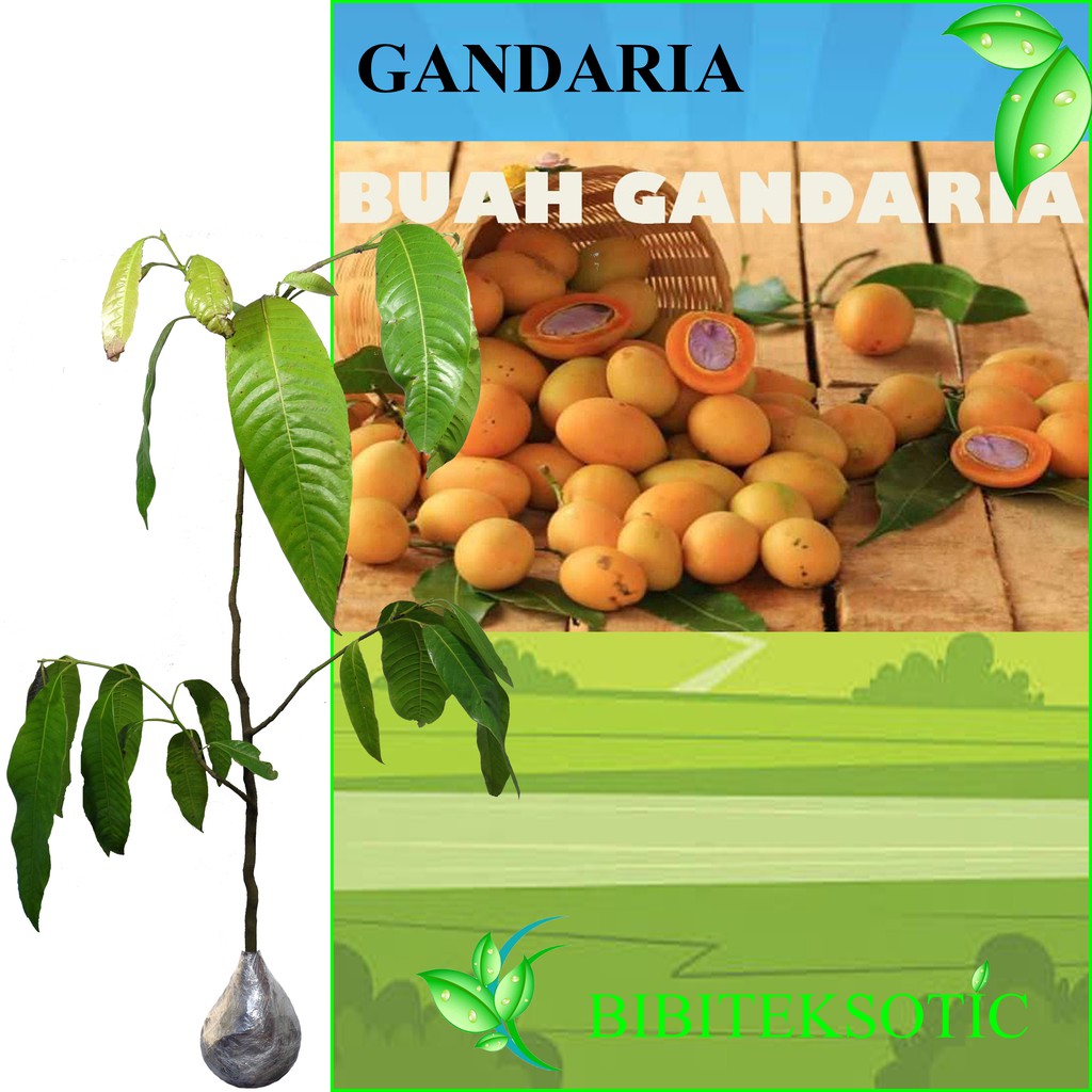Jual Tanaman Gandaria (Tinggi 40-60 cm) | Shopee Indonesia