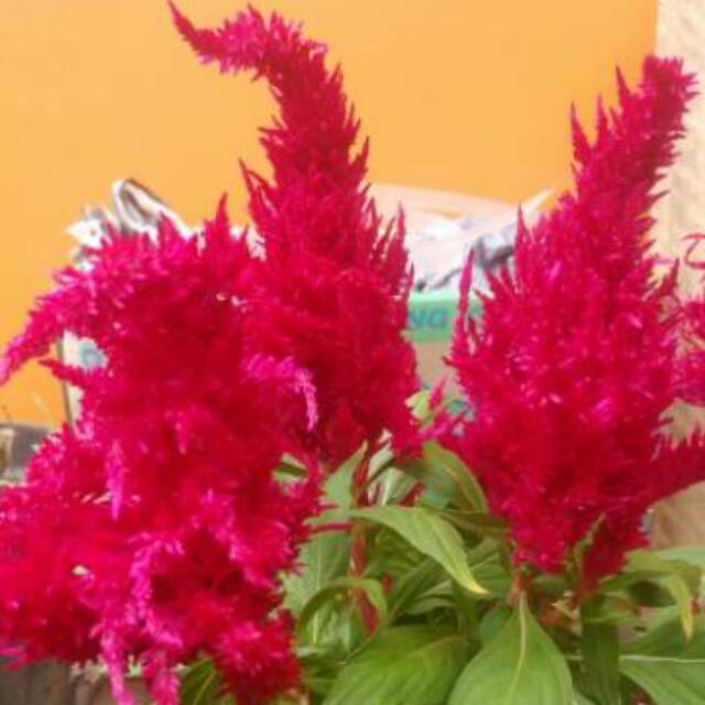 25+ Gambar Tanaman Hias Jengger Ayam yang Lagi Ngetrend - Informasi ...