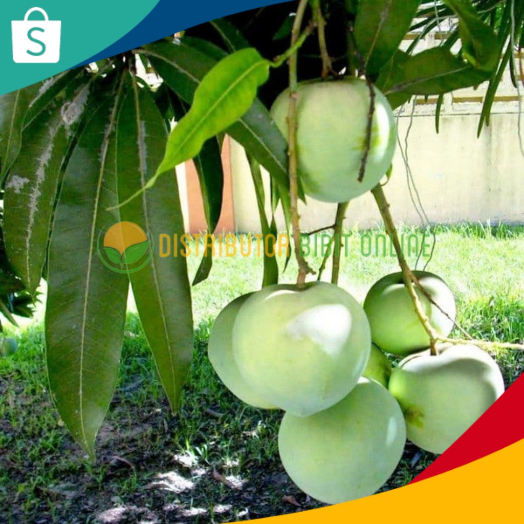 Jual Bibit Tanaman Mangga Apel Hasil okulasi Siap Berbuah | Shopee ...