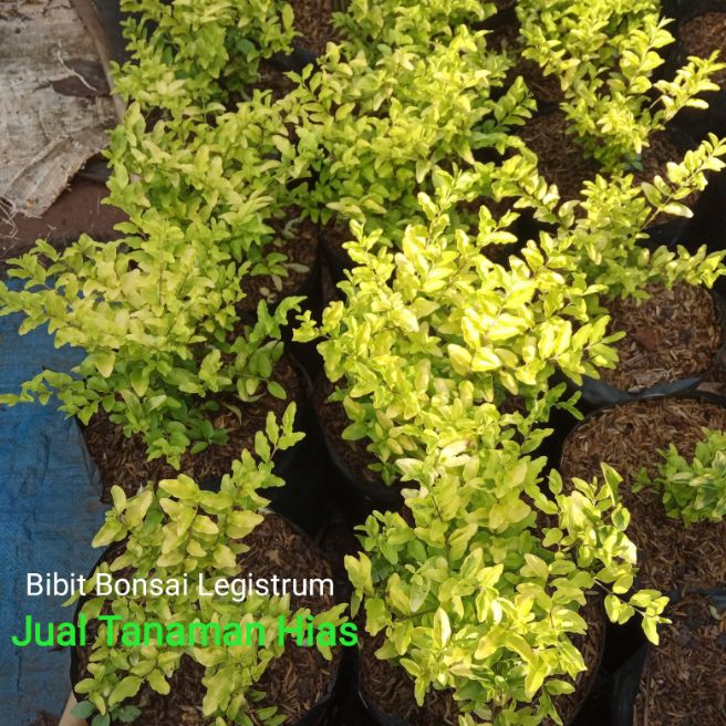 Jual 2 pohon Bonsai Legistrum/tanaman hias Legistrum | Shopee Indonesia
