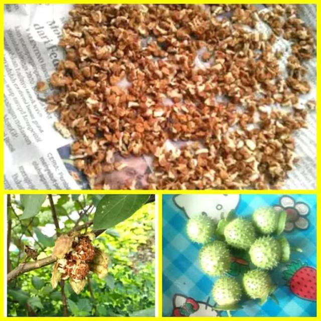 Jual Biji/ atau benih Kecubung kering 1 paket isi 100 biji | Shopee ... Jual Biji/ atau benih Kecubung kering 1 paket isi 100 biji | Shopee ...
