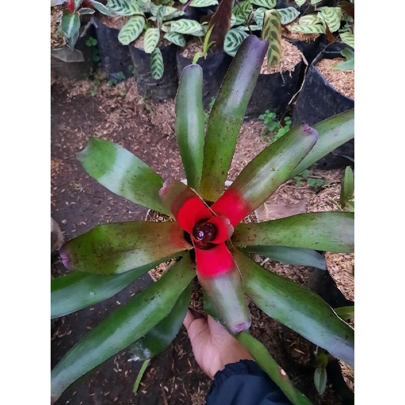 Jual TANAMAN HIAS/BUNGA HIAS/BROMELIA MERAH HIJAU/BROMELIA NEOGERELIA ...