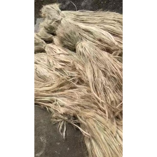 Jual Serat Sisal / Serat Sisalana Agave / Serat Nanas / Agave Sisalana ...