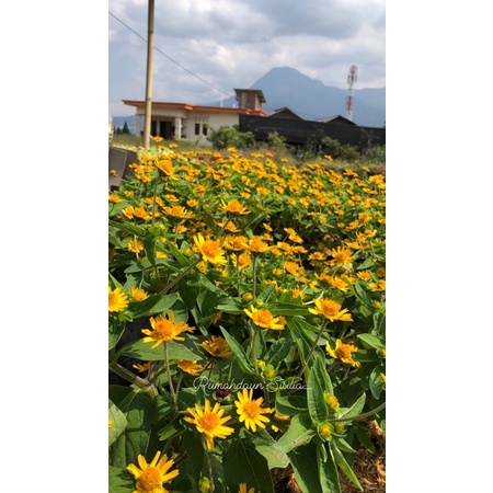 Jual Tanaman bunga seribu bintang videlia berbunga lebat | Shopee Indonesia