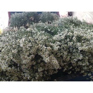 Jual bunga peacock / bunga pikok putih fresh bunga asli | Shopee Indonesia