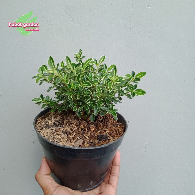 Jual HINGKIP MIRTEN - serissa foetida variegata - BAHAN BONSAI - border ...