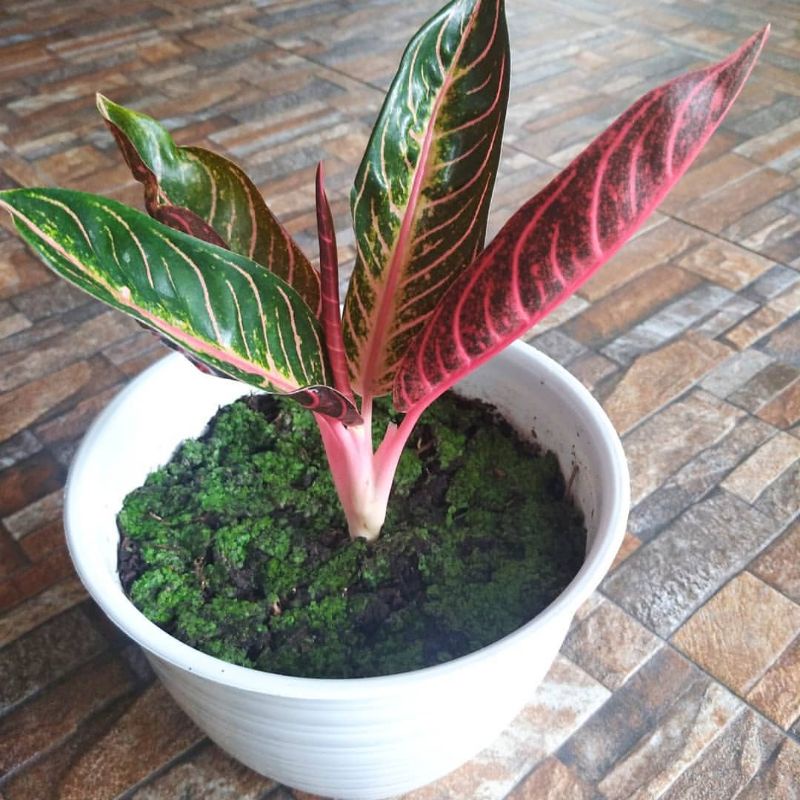 Jual HARGA PROMO! Aglonema Red Sumatra Anakan | Shopee Indonesia Jual HARGA PROMO! Aglonema Red Sumatra Anakan | Shopee Indonesia