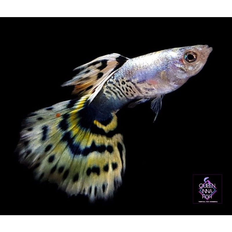 Jual Guppy Dragon Ikan Hias | Shopee Indonesia