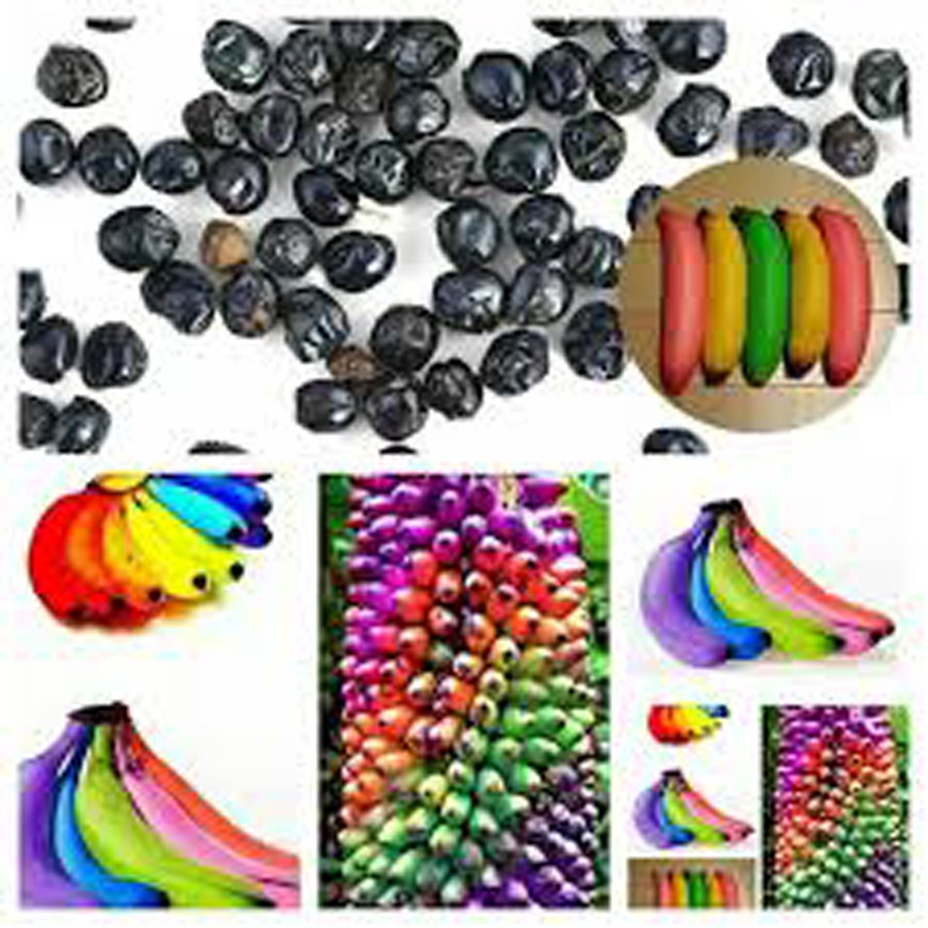 Jual Bibit Benih Biji Buah Pisang Rainbow / Pisang Pelangi - Biji Pohon ...