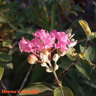 Jual Tanaman Bunga Sakura Lokal Pink (Sakura Bungur) | Shopee Indonesia