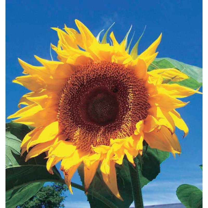 Jual 20biji BENIH BUNGA MATAHARI JUMBO SUNFLOWER GIANT SEED Ede ...