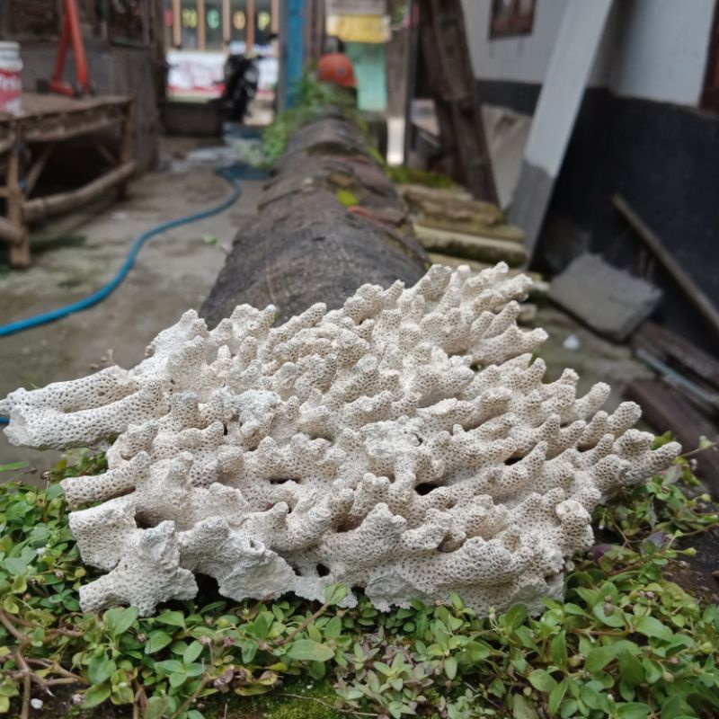 Jual BATU HIASAN AQUARIUM/ MAINAN IKAN HIAS/ ORNAMEN BATU KARANG LAUT ASLI/ RUMAH IKAN/ RUMAH ...
