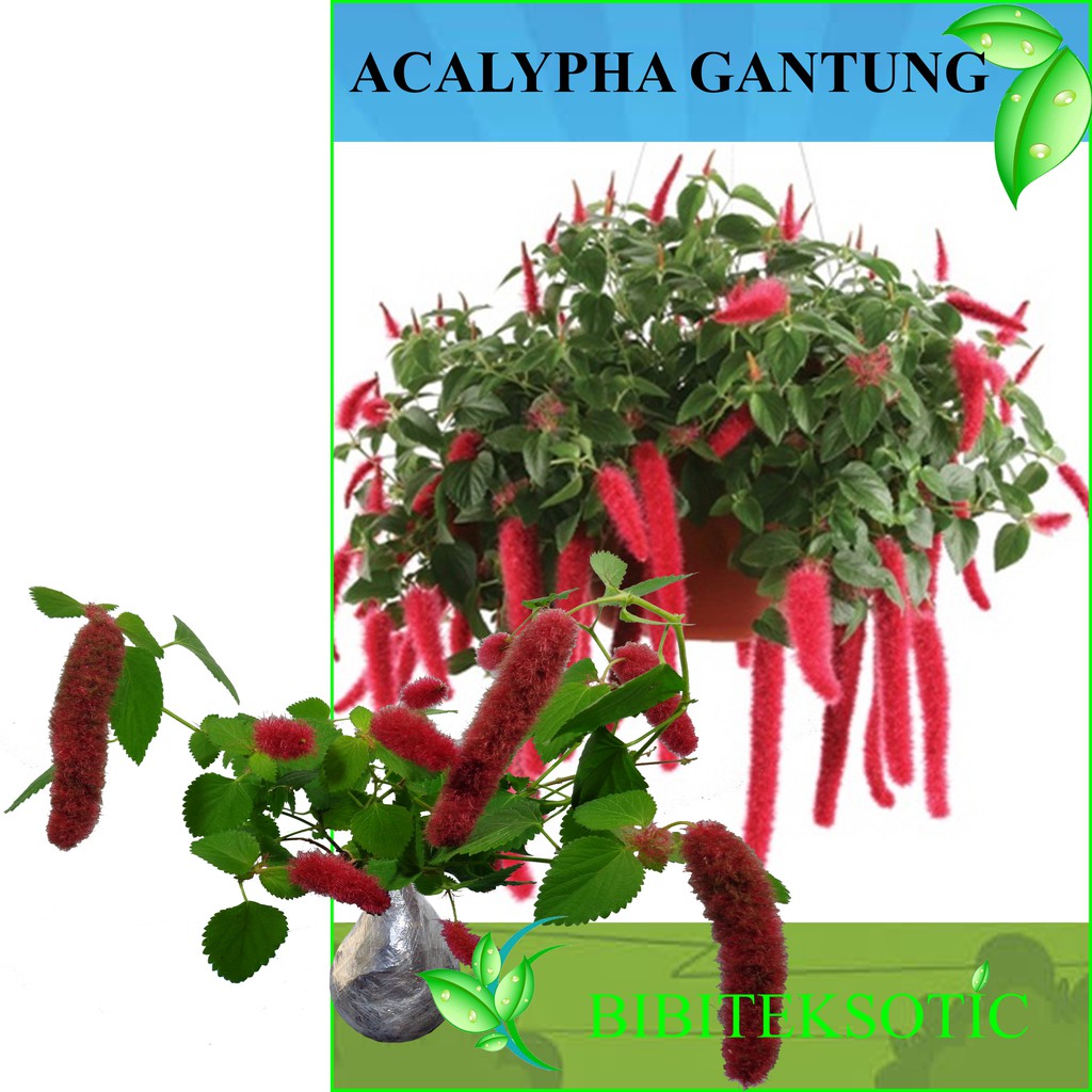 Jual Bunga Acalypha Gantung | Shopee Indonesia