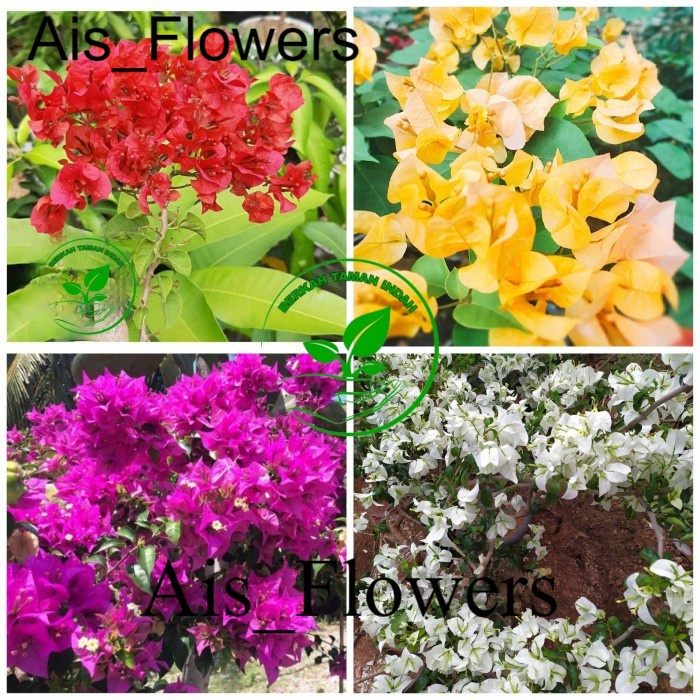 Jual Paket Hemat 4 Bibit Tanaman Hias Bougenville Kembang Kertas ...